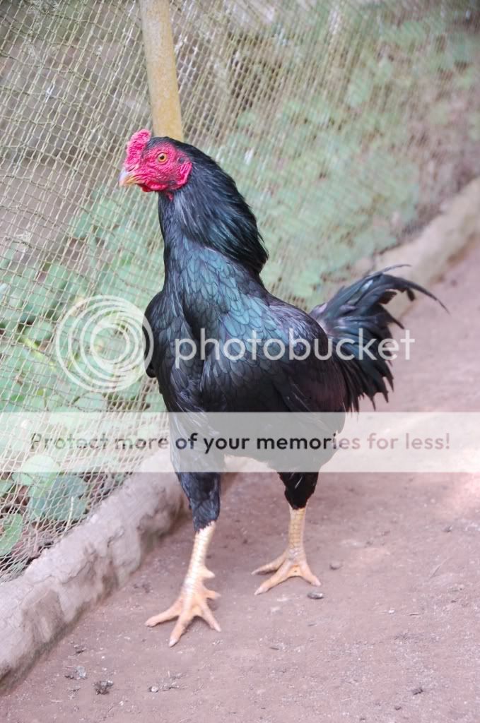 Black Rampuri Asil Photo by hargab | Photobucket